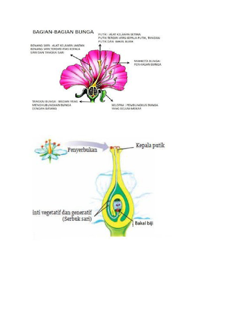 Bagian Bunga | PDF