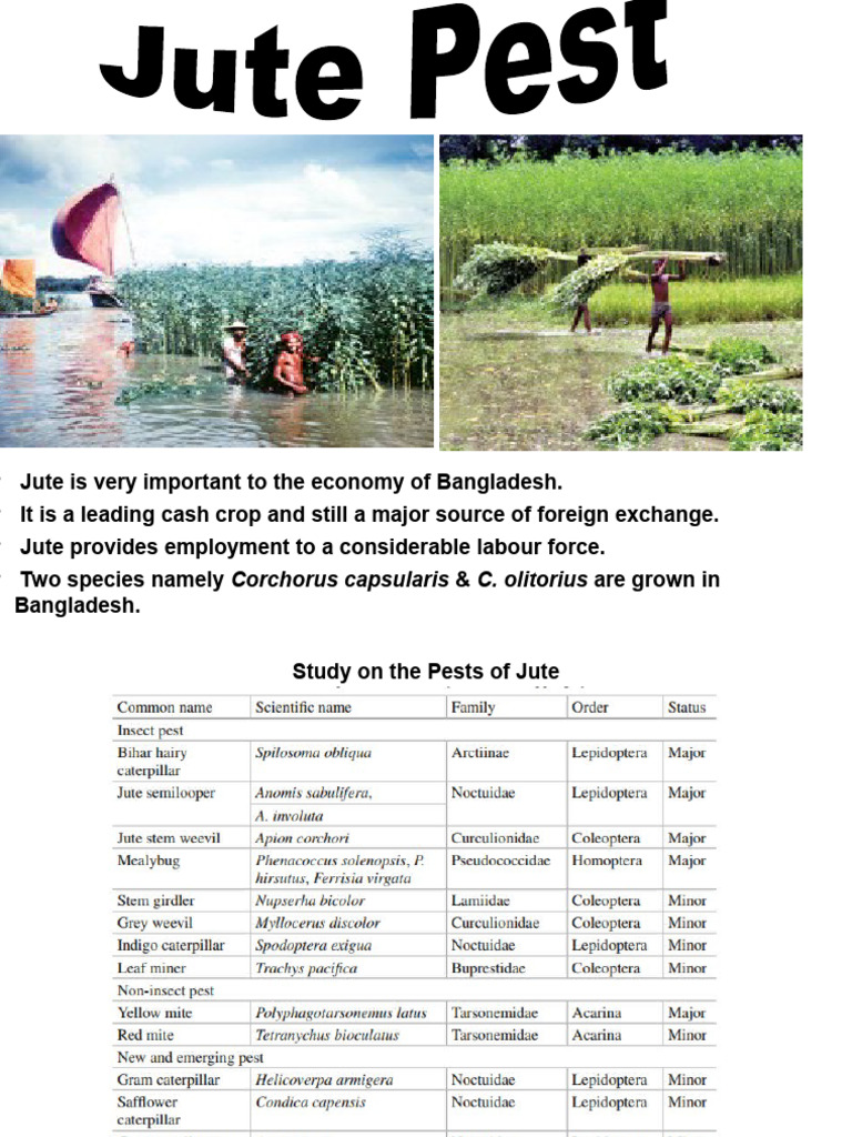 Jute Pests | PDF | Lepidoptera | Pest (Organism)
