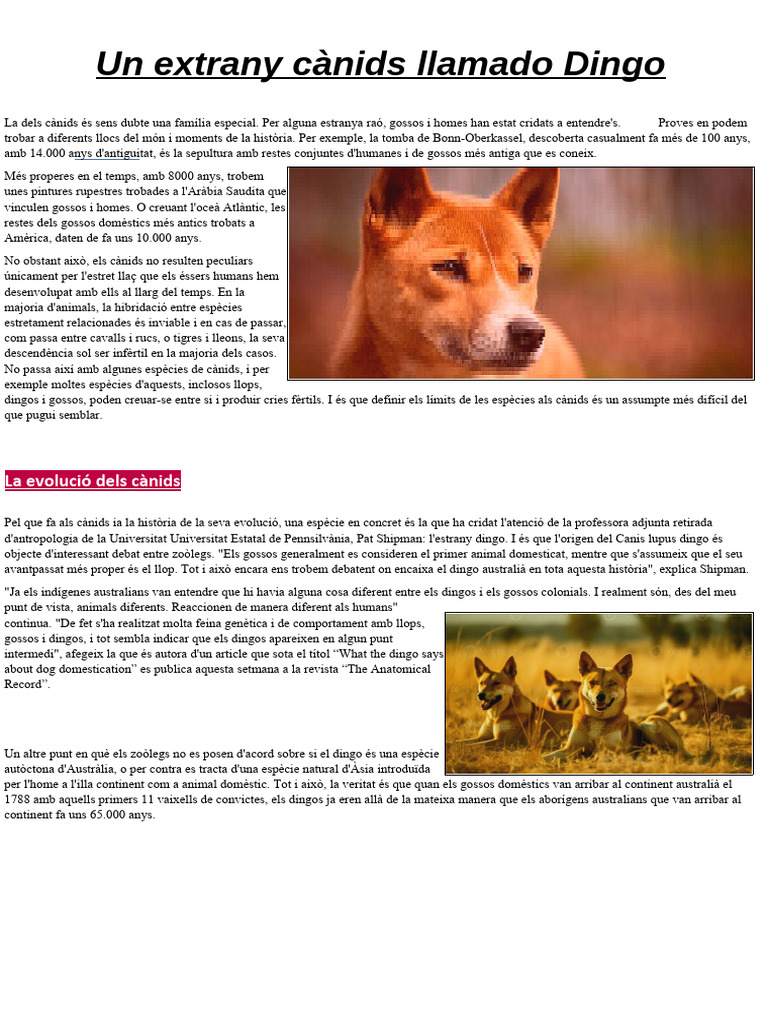 Dingo | PDF