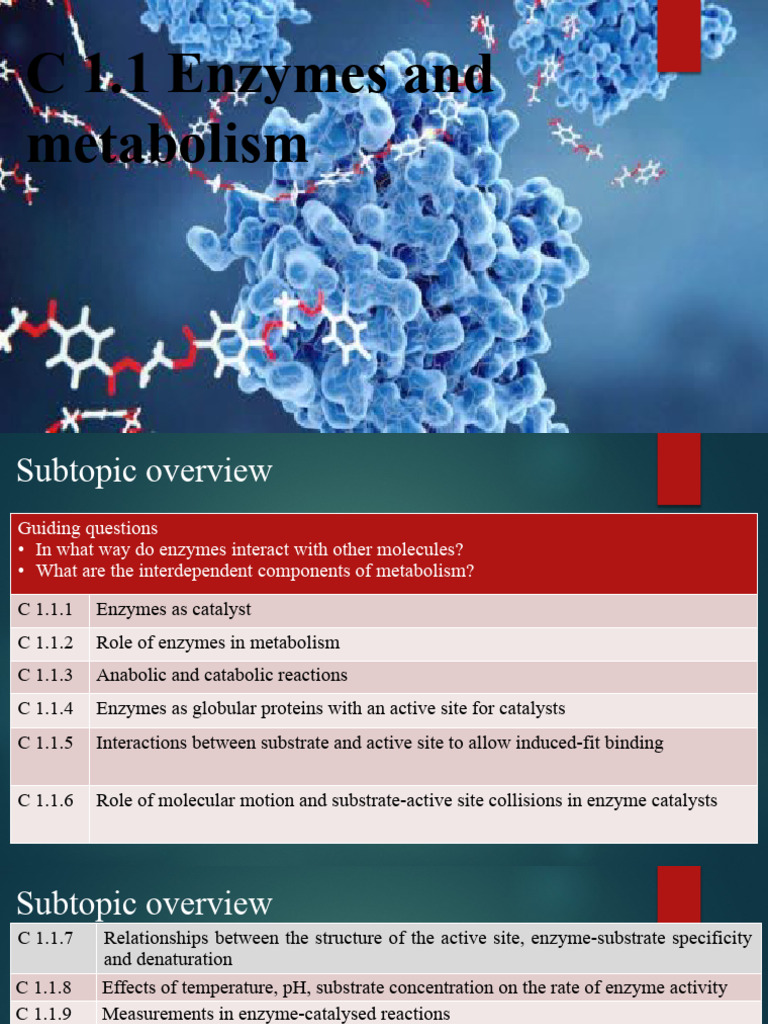 5 Enzymes and Metabolism (C1.1) | PDF | Active Site | Enzyme