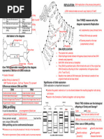 Grade 12 Notes Genetics 2025 | PDF | Dominance (Genetics) | Genotype