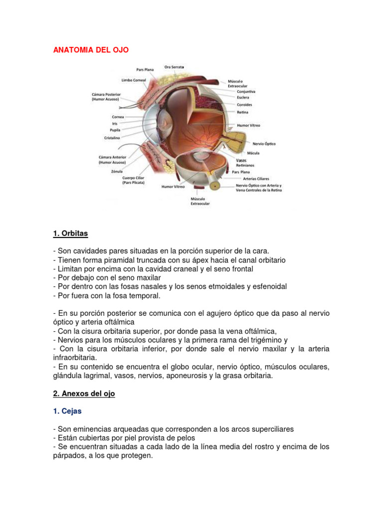 Anatomia Del Ojo - 112421 | PDF | Ojo humano | Percepción visual