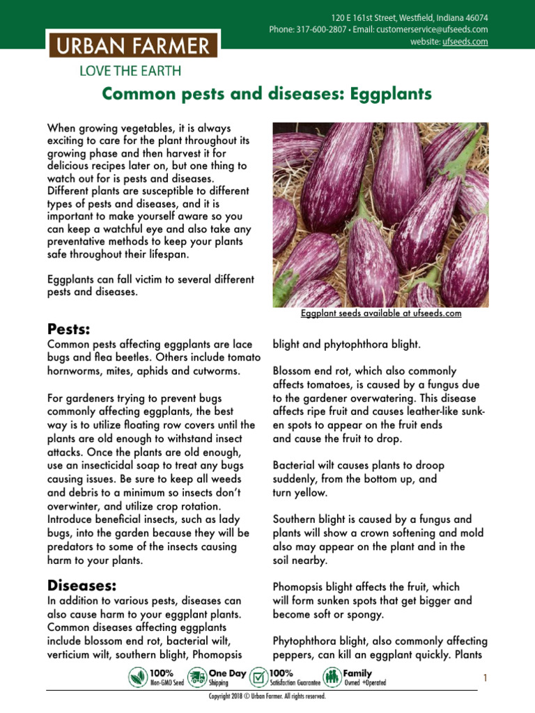 Eggplant Pests and Diseases Guide | PDF | Pest (Organism) | Eggplant