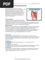 Anatomía Quirúrgica de la Región Inguinal | PDF | Abdomen | Sistema ...