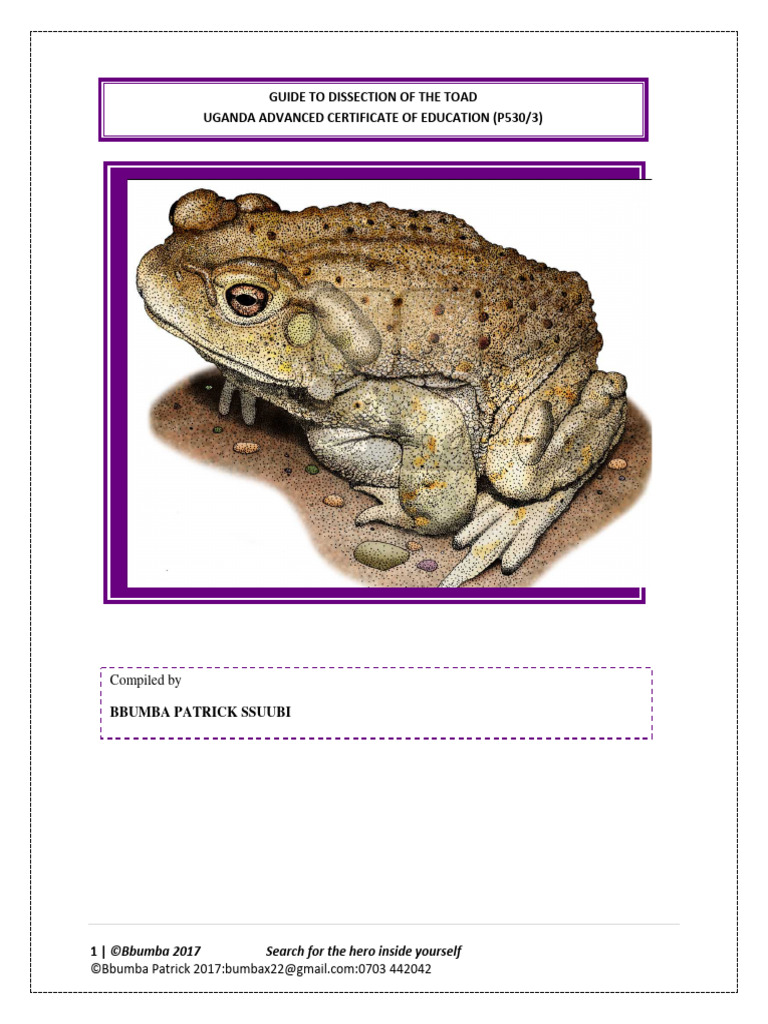 Toad and Frog Dissection Guide | PDF | Vein | Aorta