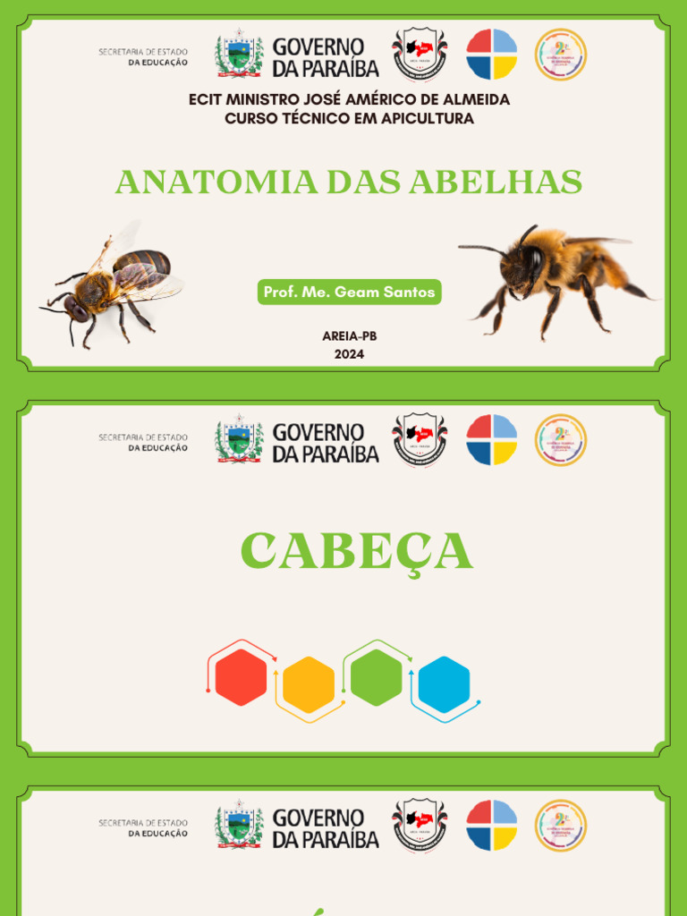 Aula - Tórax - 1° Ano | PDF | Abelhas