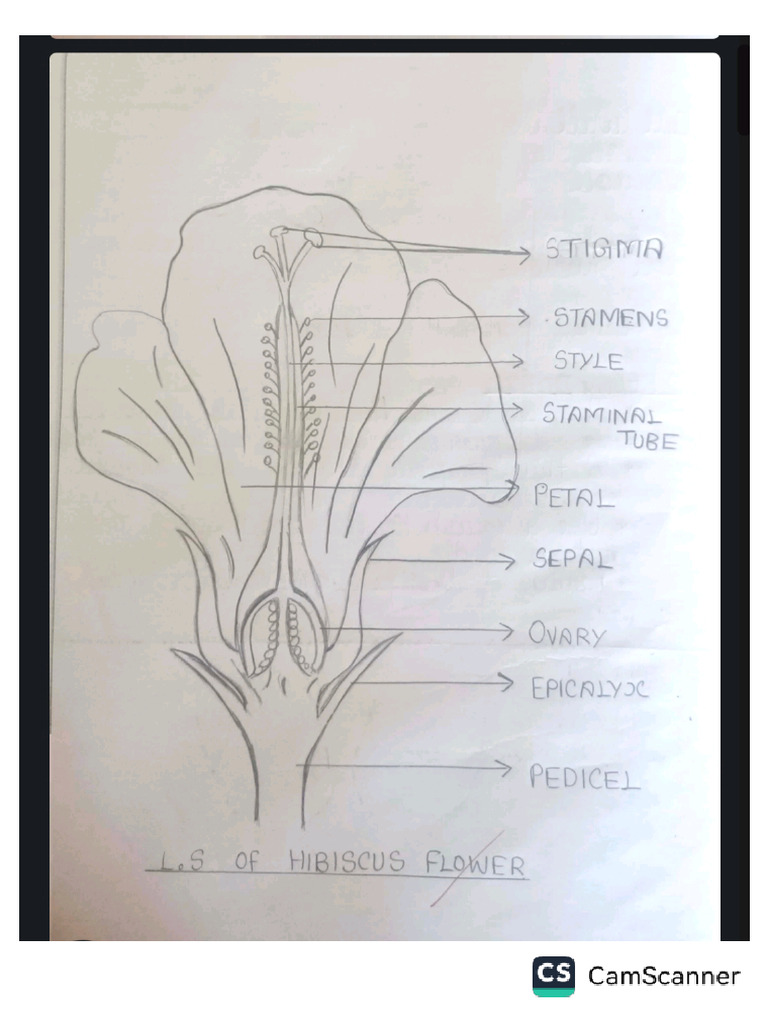 Grade 9... Biology Practical Notes | PDF
