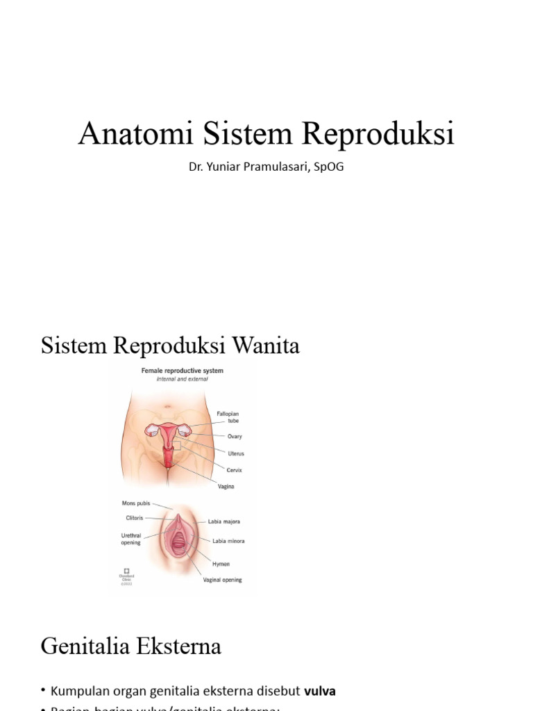 Anatomi Sistem Reproduksi | PDF