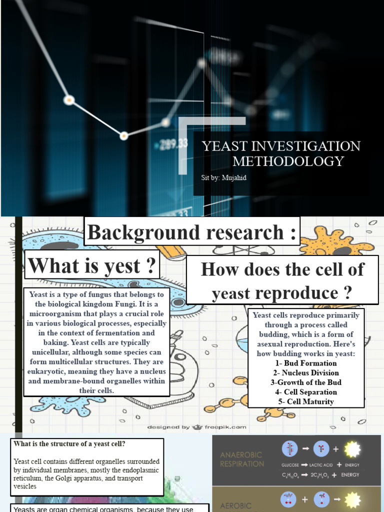 Yeast Investigation Methodology | PDF | Fermentation | Cellular Respiration