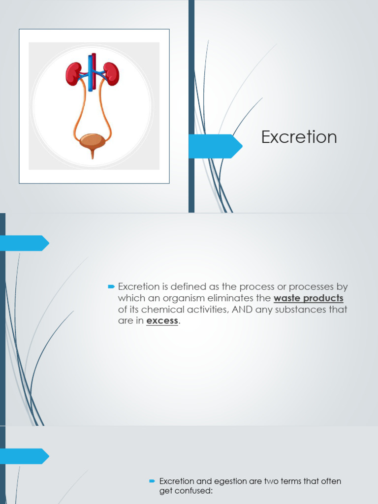 Understanding Excretion in Humans | PDF | Kidney | Kidney Transplantation