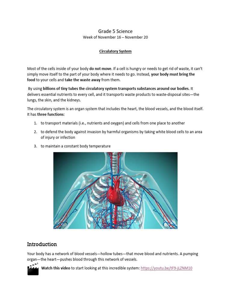 Grade 5 Circulatory System Overview | PDF | Blood | Heart