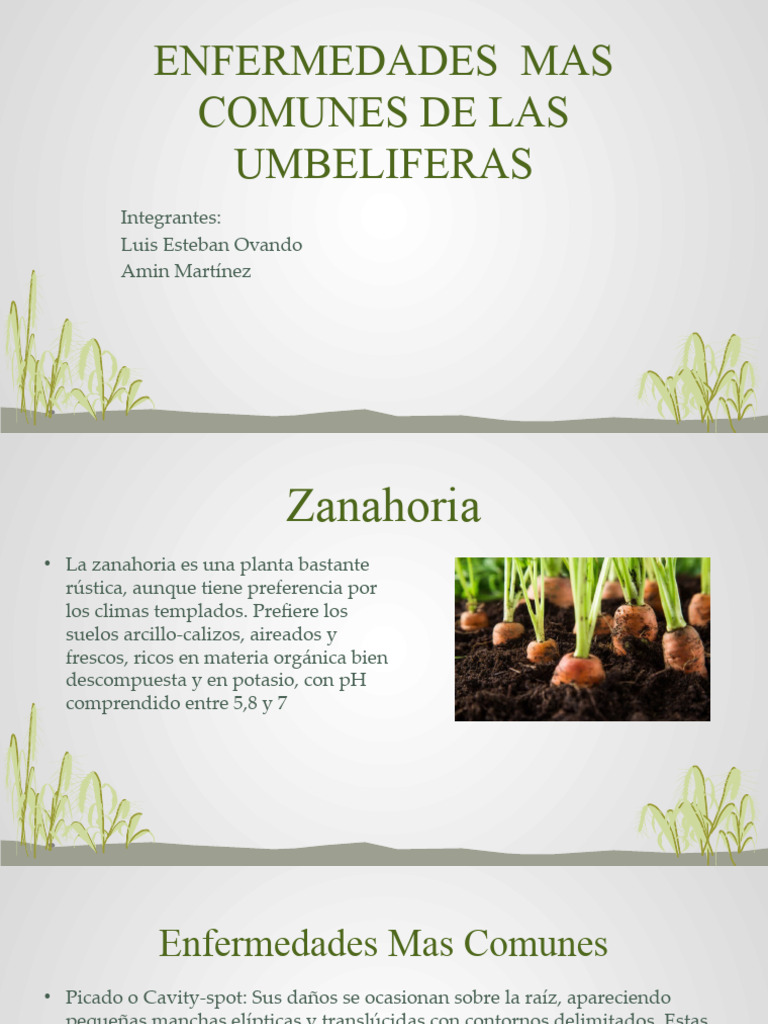 Enfermedades y Control de Las Hortalizas Umbeliferas | Descargar gratis ...