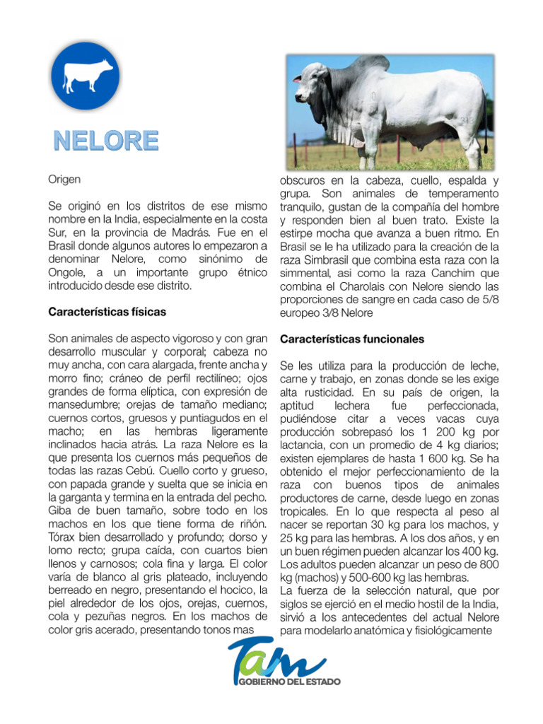Nelore | PDF