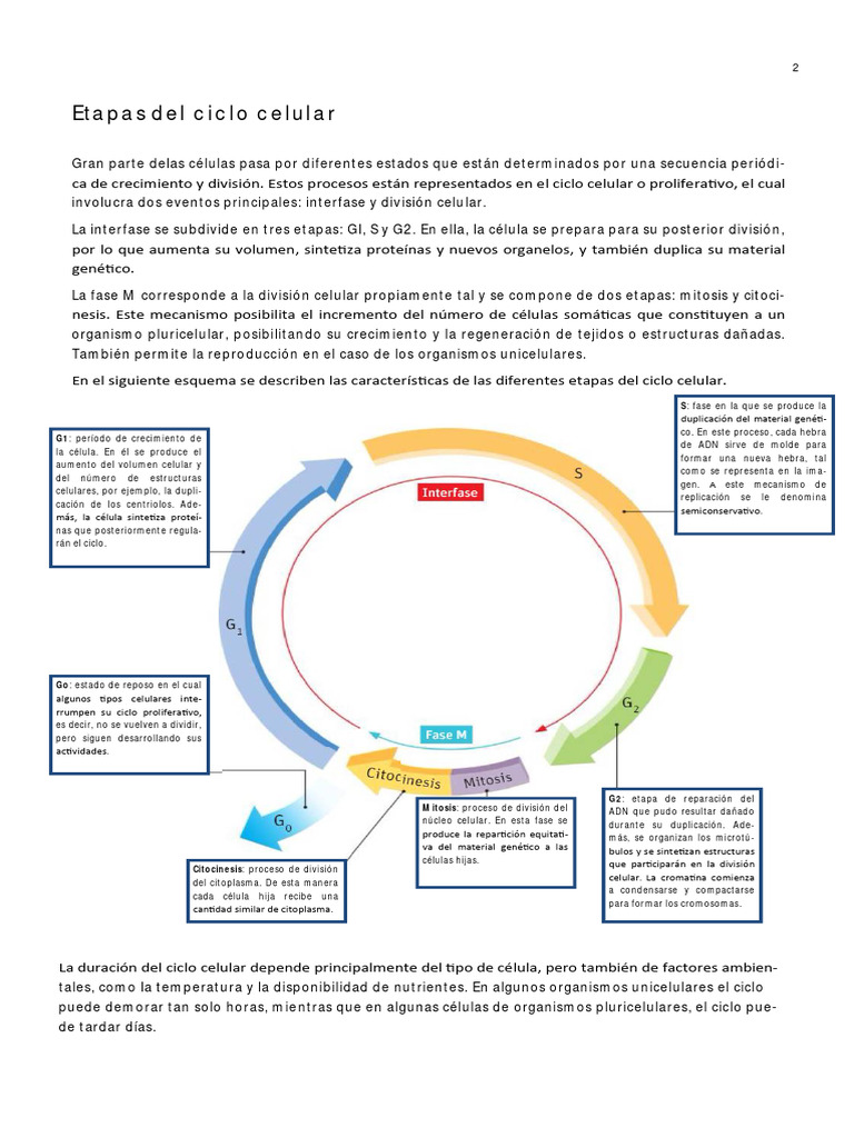 Etapas y control del ciclo celular | PDF | Mitosis | Cáncer