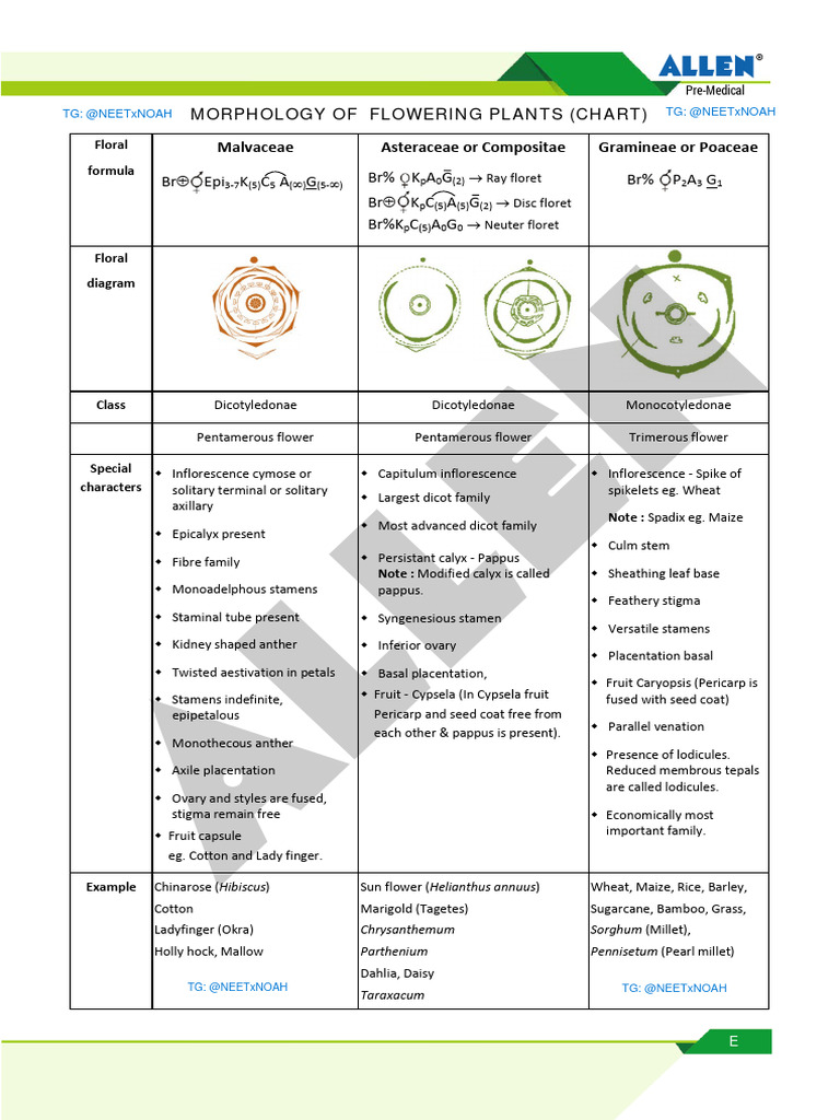 Morphology of Flowering Plants (English) | PDF | Branches Of Botany ...