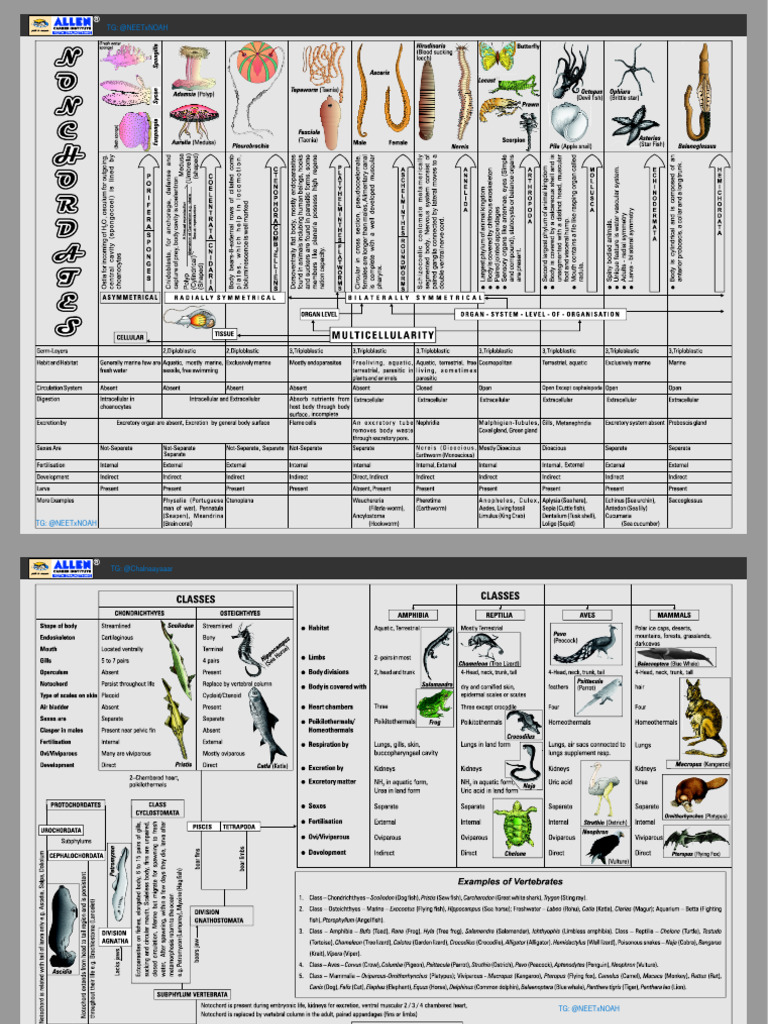 Animal Kingdom Chart English | PDF