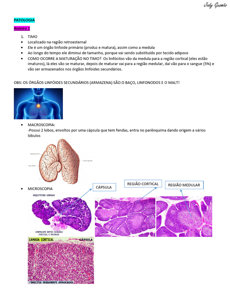 Av1 - Resumo de Patologia | PDF | Sistema linfático | Timo