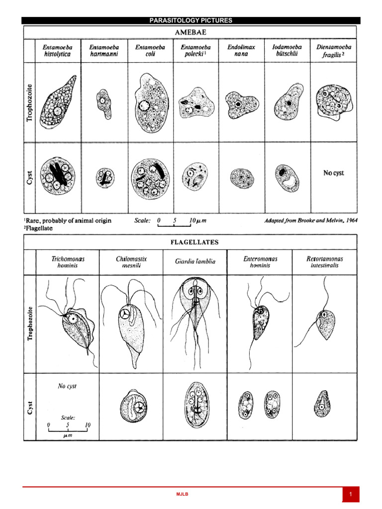 Parasitology Image Collection | PDF