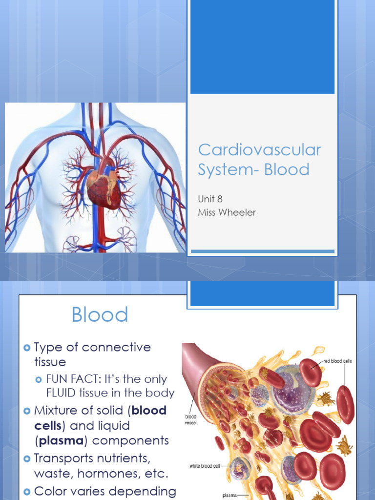 Blood Notes | Download Free PDF | White Blood Cell | Blood Type