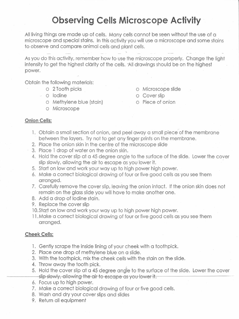 3 - Onion and Cheek Cell Lab | PDF