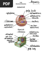 Eukaryotic Cells - Plant, Algal & Fungal Cells Revision Notes - A-Level ...