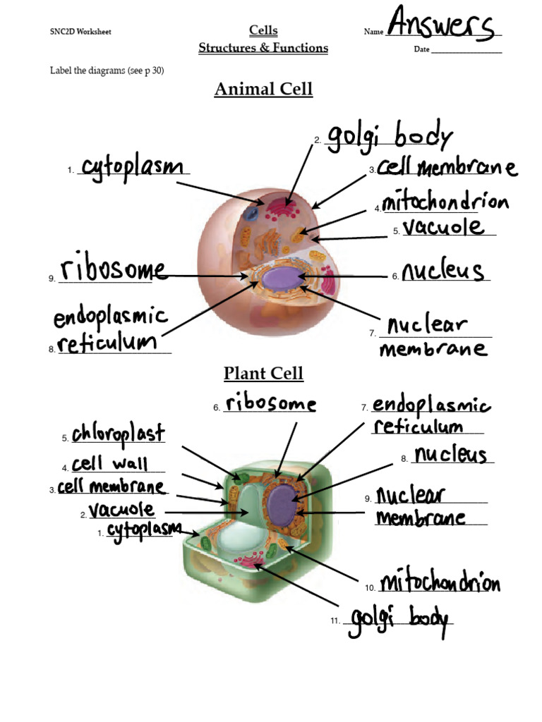 High School Biology Worksheet | PDF | Cell (Biology) | Vacuole