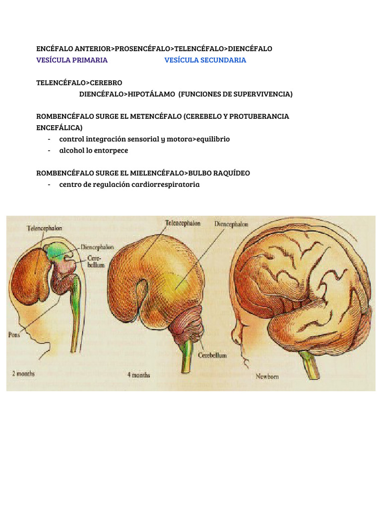 Encéfalo Anterior - Prosencéfalo - Telencéfalo - Diencéfalo | PDF