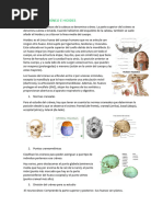 Tipos de Craneo | PDF