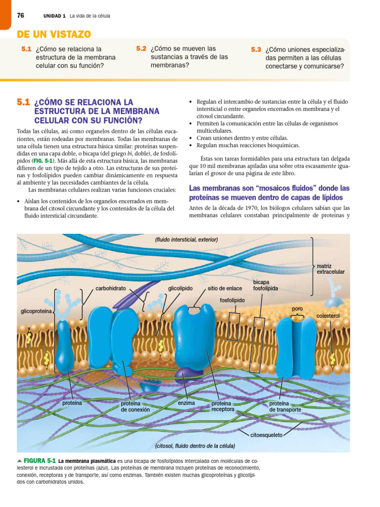 Membrana Celular Pdf Membrana Celular Difusión