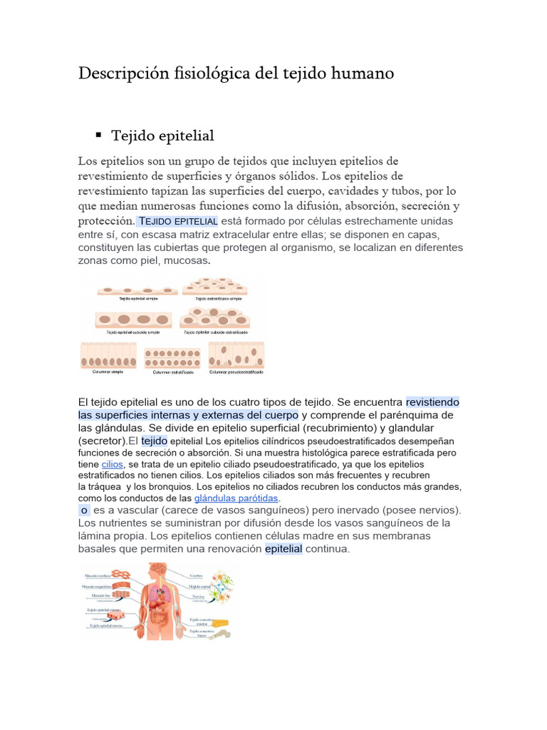 Descripción Fisiológica Del Tejido Humano | PDF | Epitelio | Músculo