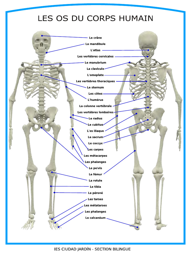 2 Les Os Du Corps Humain - Web | PDF