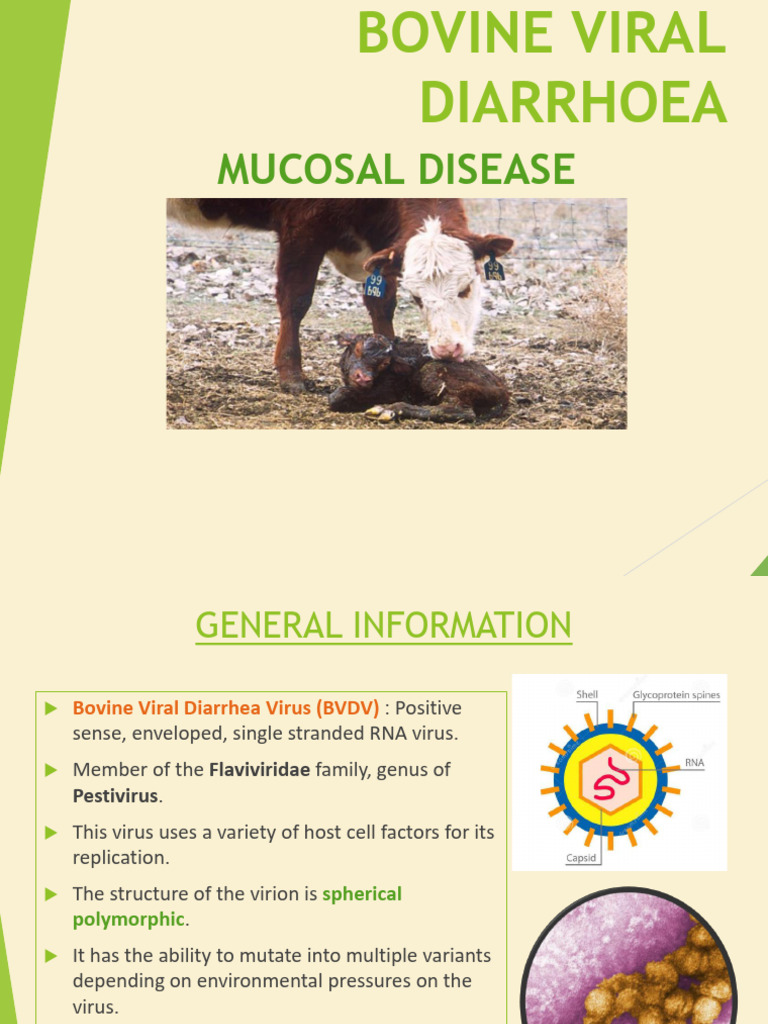 13 BVD | PDF | Infection | Virus