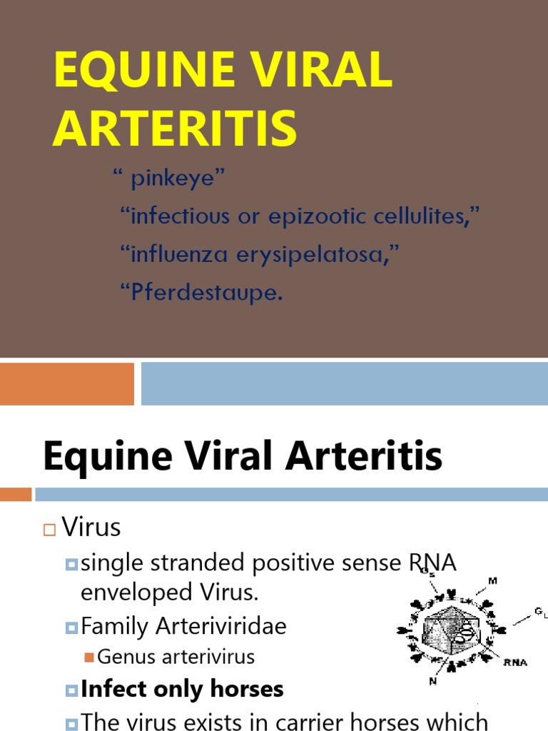 Equine Viral Arteritis - KMC | PDF | Virus | Infection