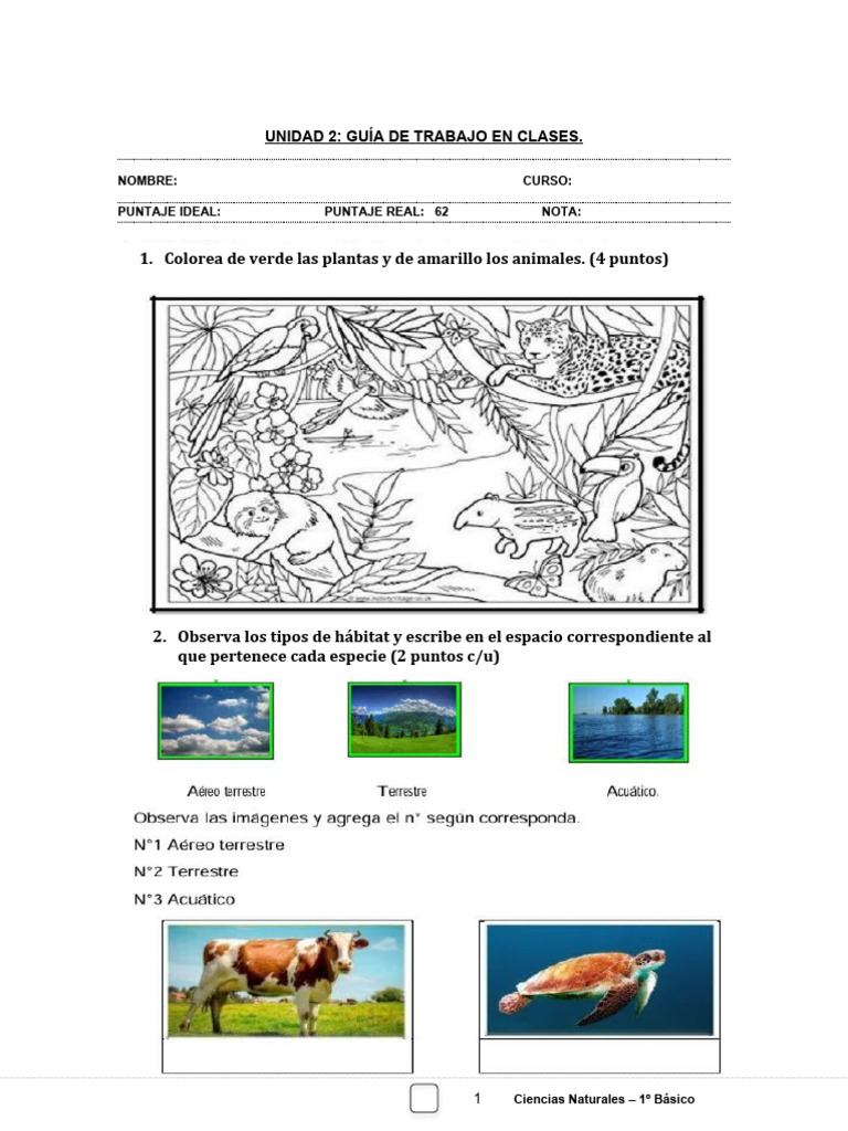 GUÍA EVALUADA CIENCIAS NATURALES SERES VIVOS - PRIMERO BÁSICO | PDF