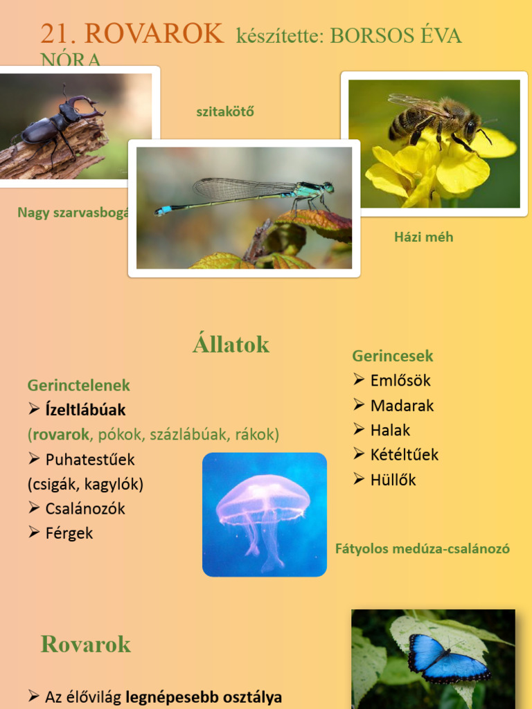 Rovarok | PDF