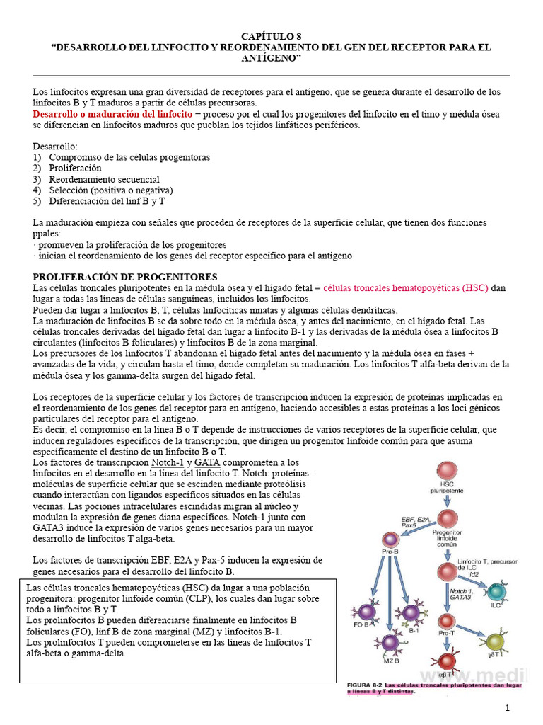 Capítulo 8 Pdf Célula B Célula T