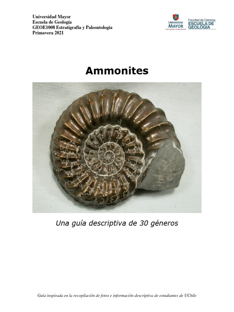 Ammonites | PDF