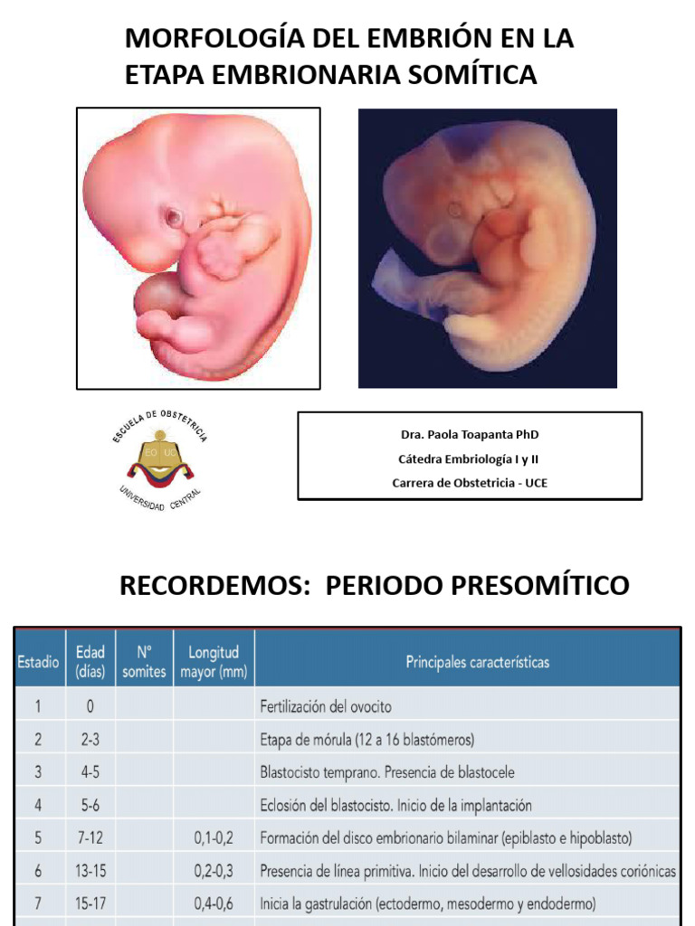 Morfología del Embrión en Etapas Iniciales | PDF | Anatomía ...