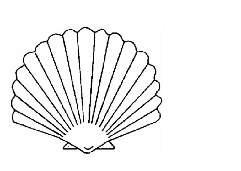 Plantilla Concha | PDF