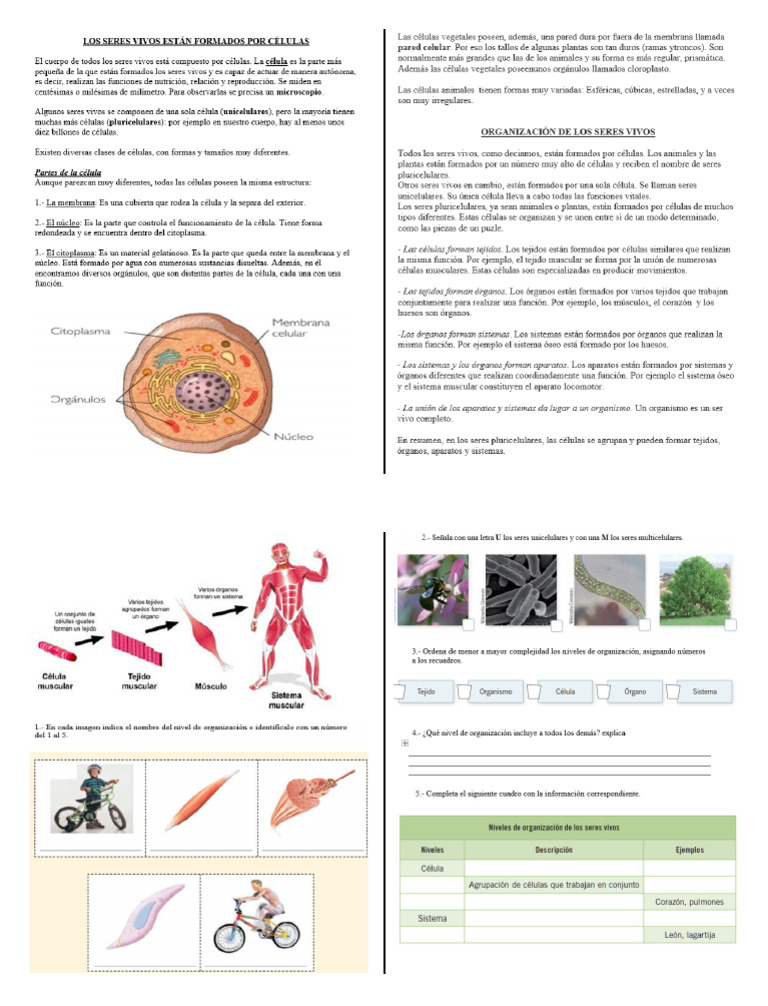 GUIA LOS SERES VIVOS ESTAN FORMADOS POR CELULAS 5° BASICO | PDF