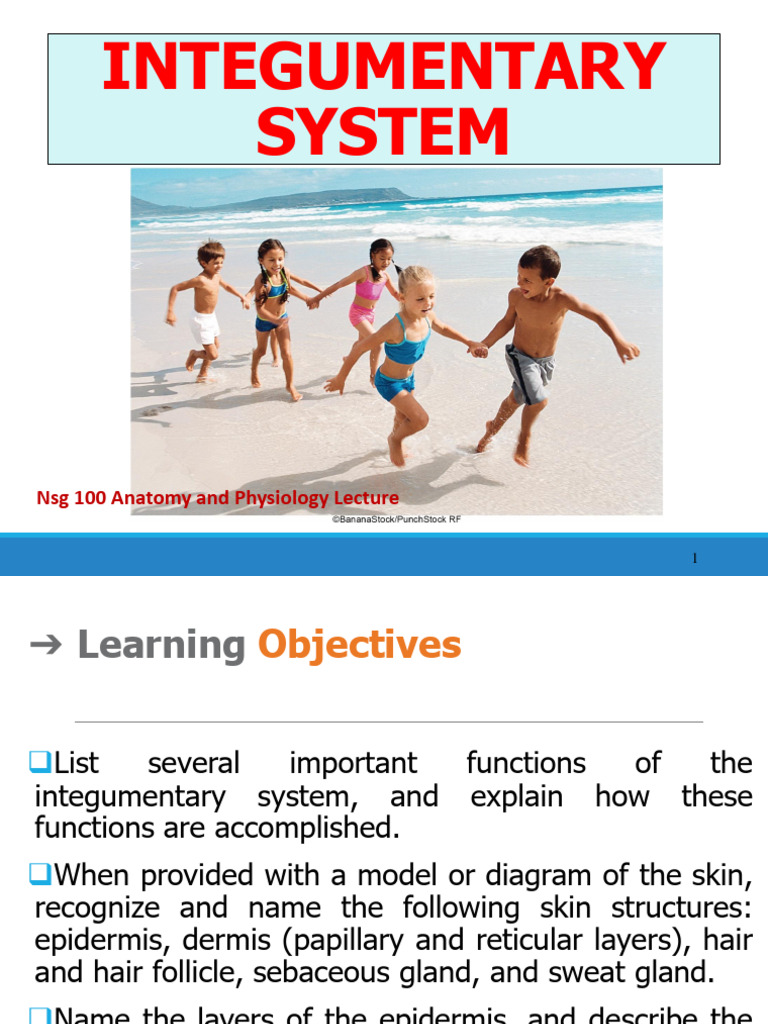 Lesson 7 Integumentary System-1 013657 | PDF | Skin | Integumentary System