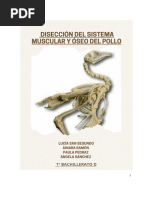 Disección del Muslo de Pollo: Anatomía y Función | PDF | Articulación ...