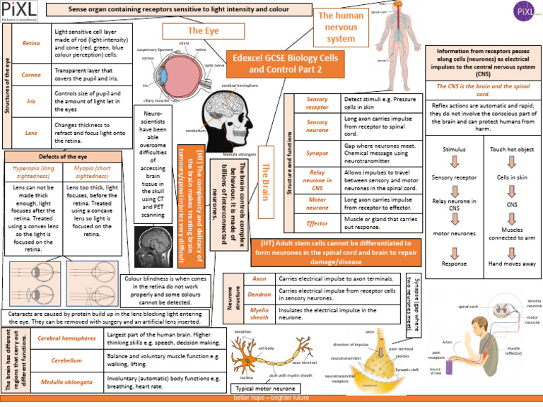Cells and Control Part 2 Pixl Revision | PDF | Neuron | Axon