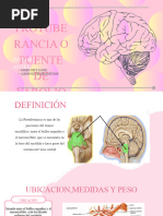 Anatomía y Funciones del Puente de Varolio | PDF | Neurociencia | Cerebro