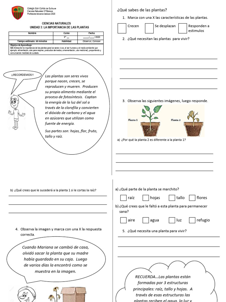 C3 Semana 19 Actividad Las Plantas | PDF | Plantas | Semilla