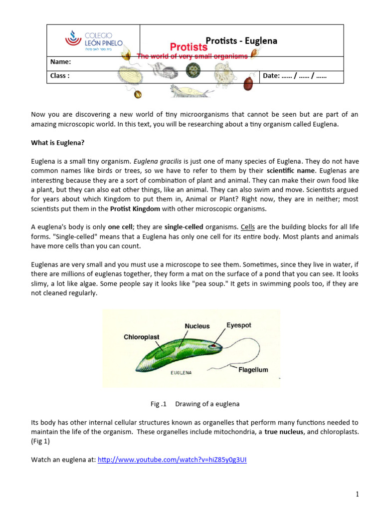 Euglena S | PDF | Reproduction | Cell (Biology)