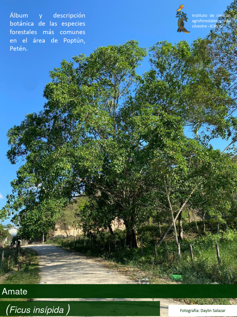 Amate (Ficus Insipida) | PDF | Hogar, jardinería y bricolaje | Salud y ...