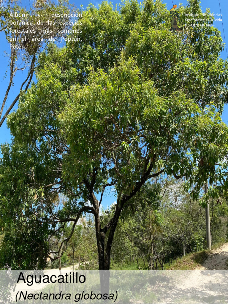Aguacatillo (Nectandra Globosa) | PDF