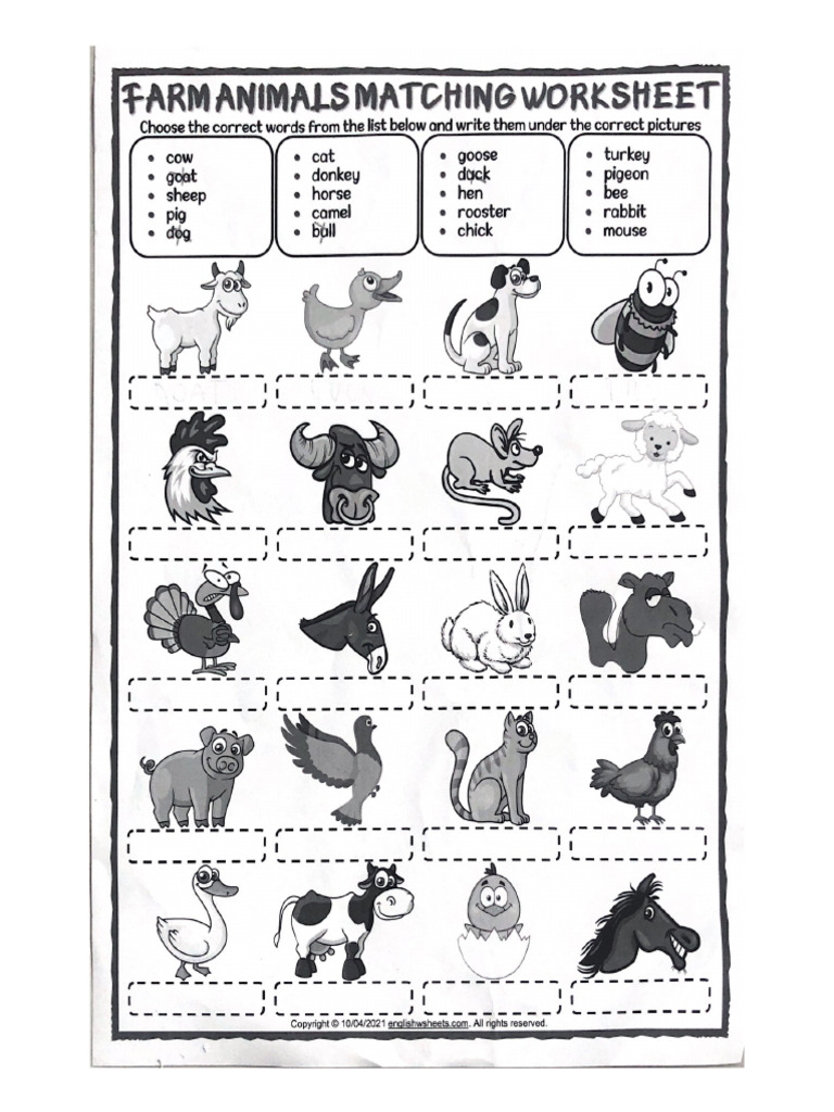 Choose The Correct Words From The List Below and Write Them Under The ...