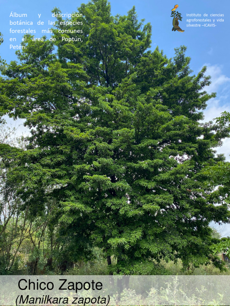 Chico Zapote (Manilkara Zapota) | PDF | Plantas | Fruta